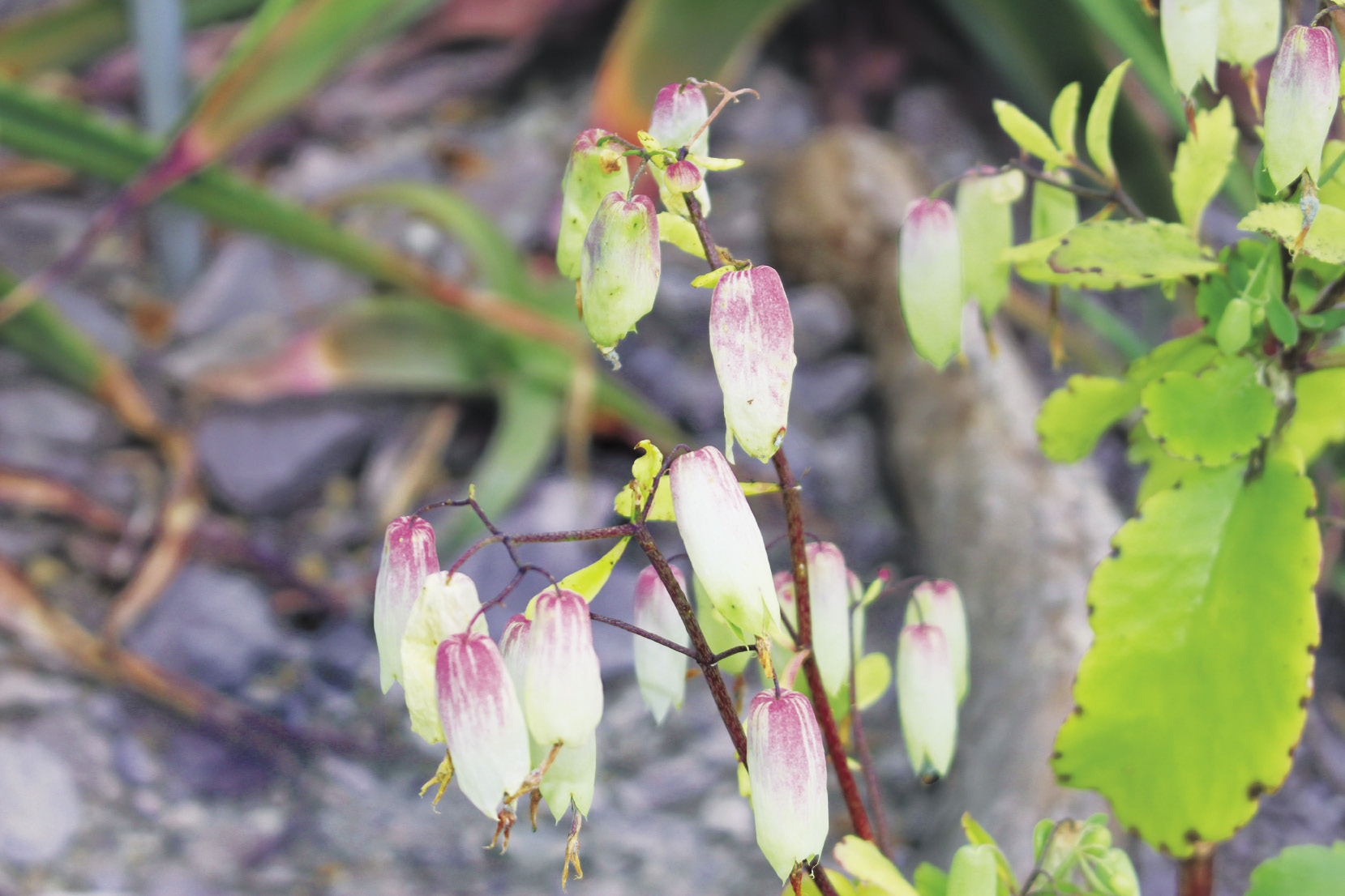 Traditional Cayman plant remedies - Cayman Health and Wellness