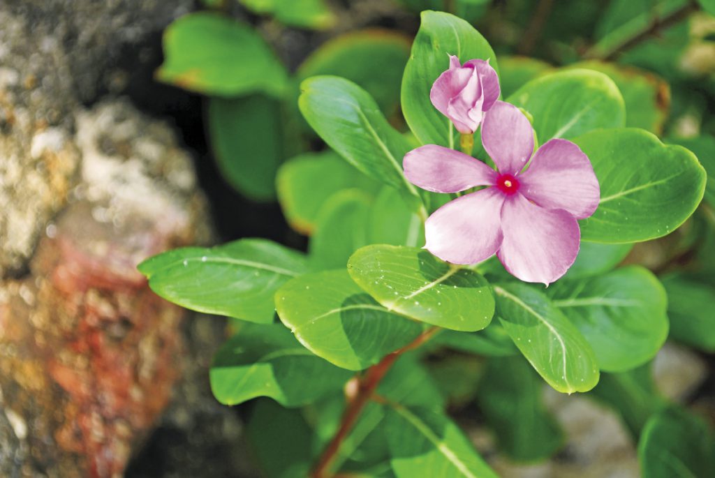 Traditional Cayman plant remedies - Cayman Health and Wellness