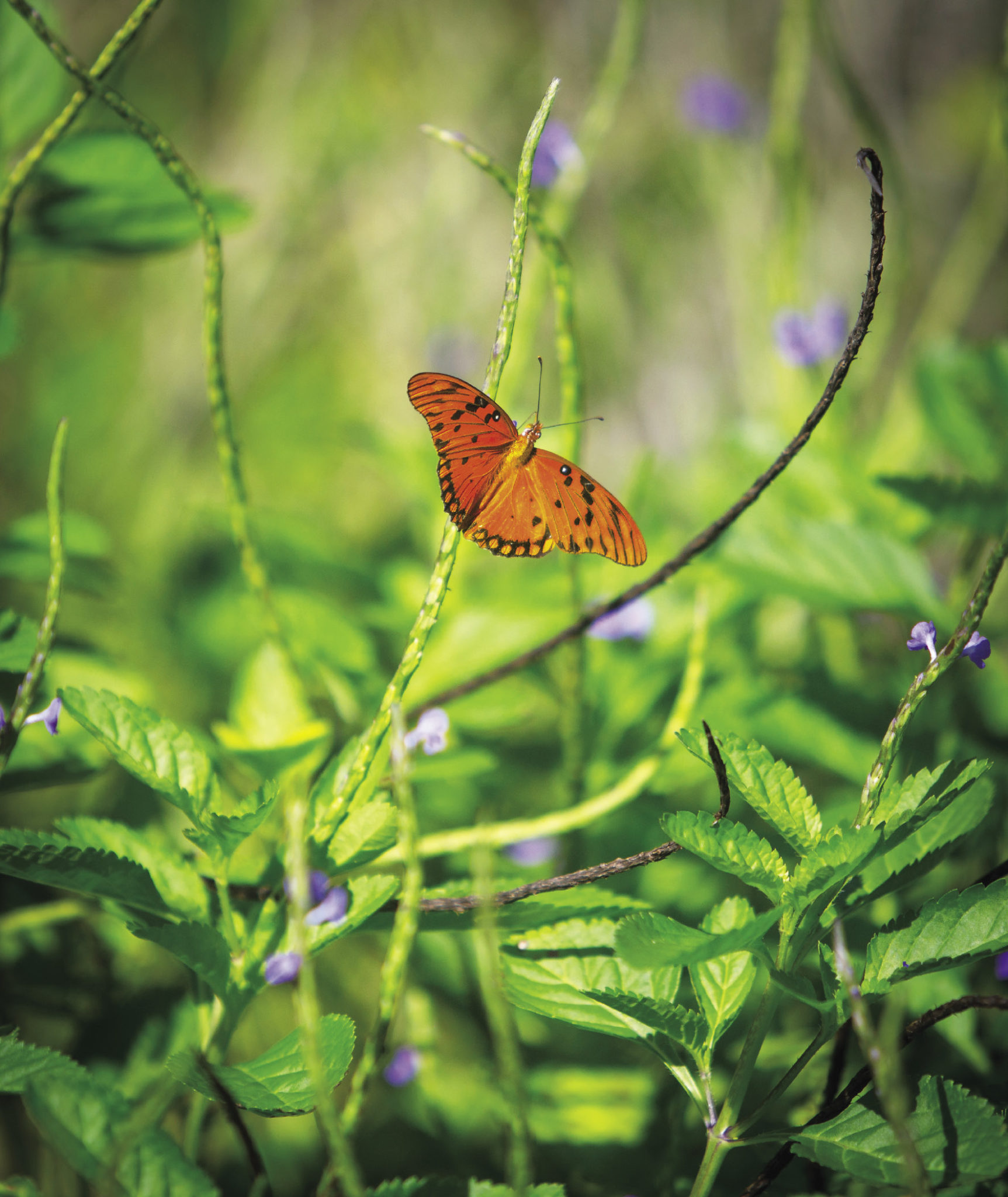 Traditional Cayman plant remedies - Cayman Health and Wellness